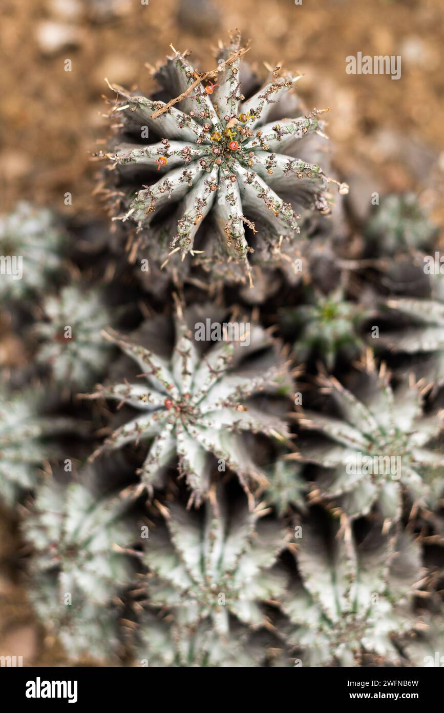 Southwestern stickers hi-res stock photography and images - Alamy