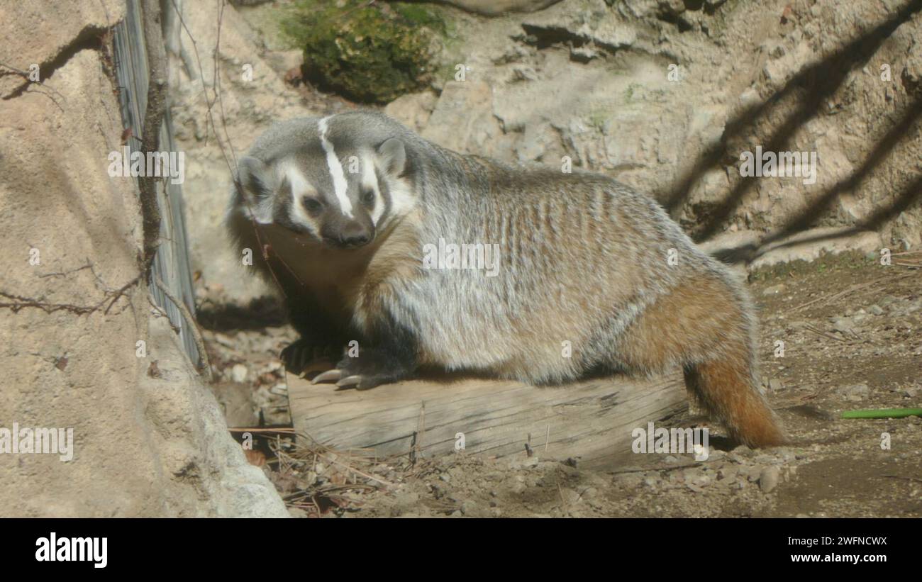 Los Angeles, California, USA 29th January 2024 American Badger at LA ...