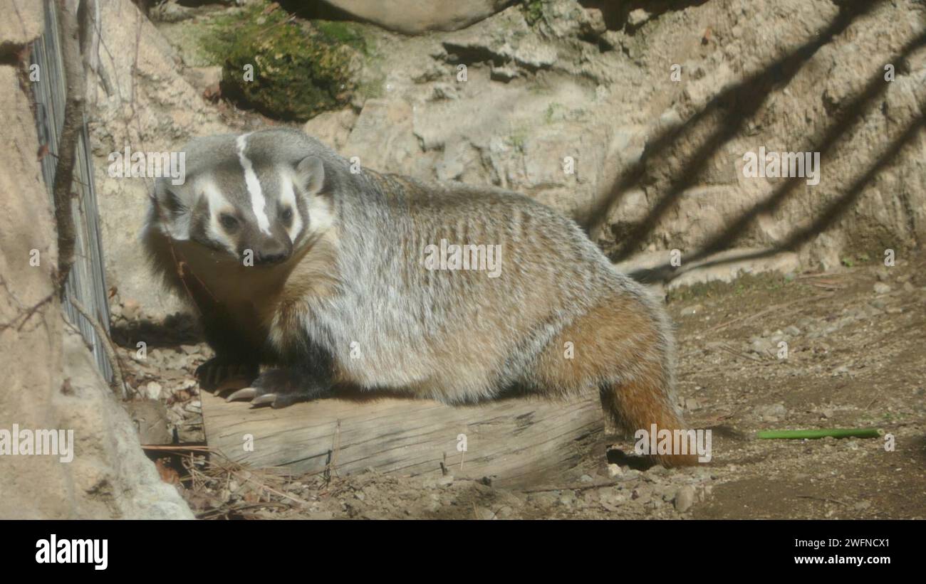 Los Angeles, California, USA 29th January 2024 American Badger at LA ...