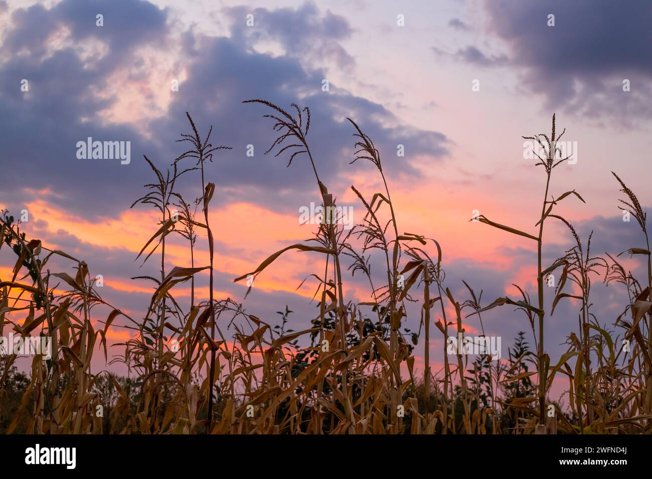 Autumn evening landscape. Dry corn stalks in the garden in the wind ...