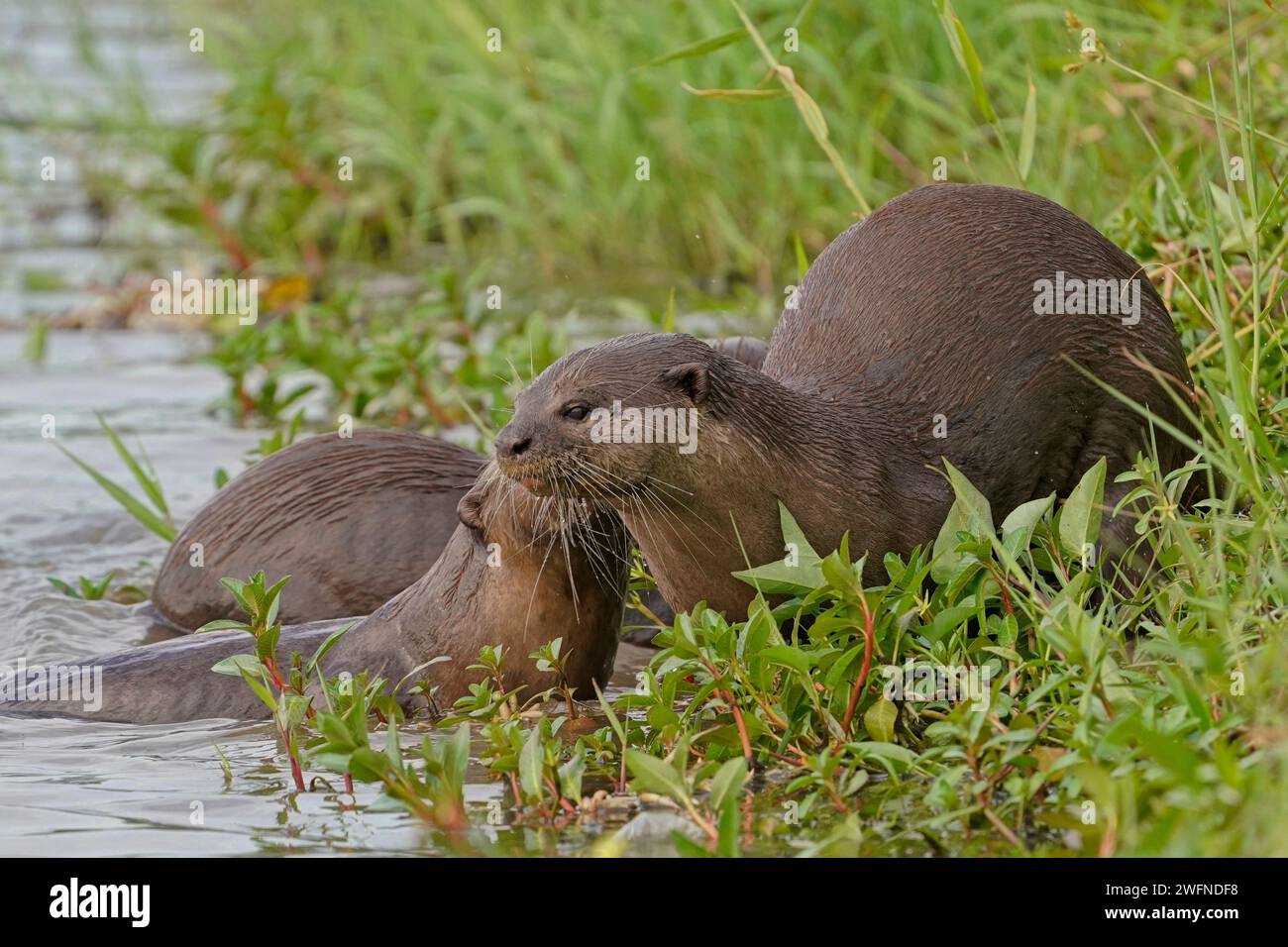 Smooth Coated Otter Family at Kallang River Side Stock Photo - Alamy