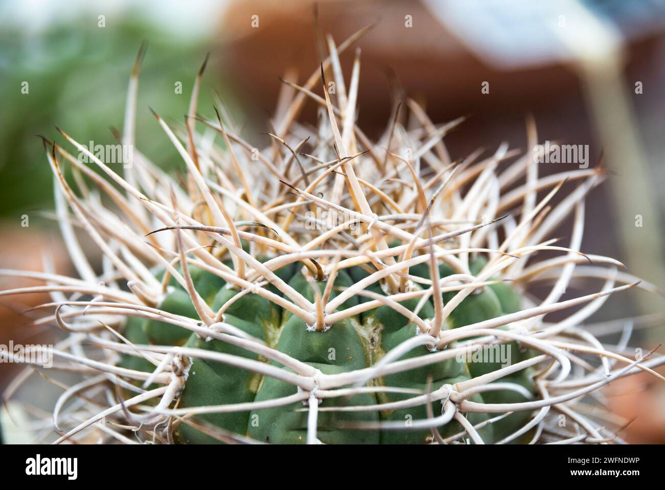 detail of barrel cactus Stock Photo - Alamy
