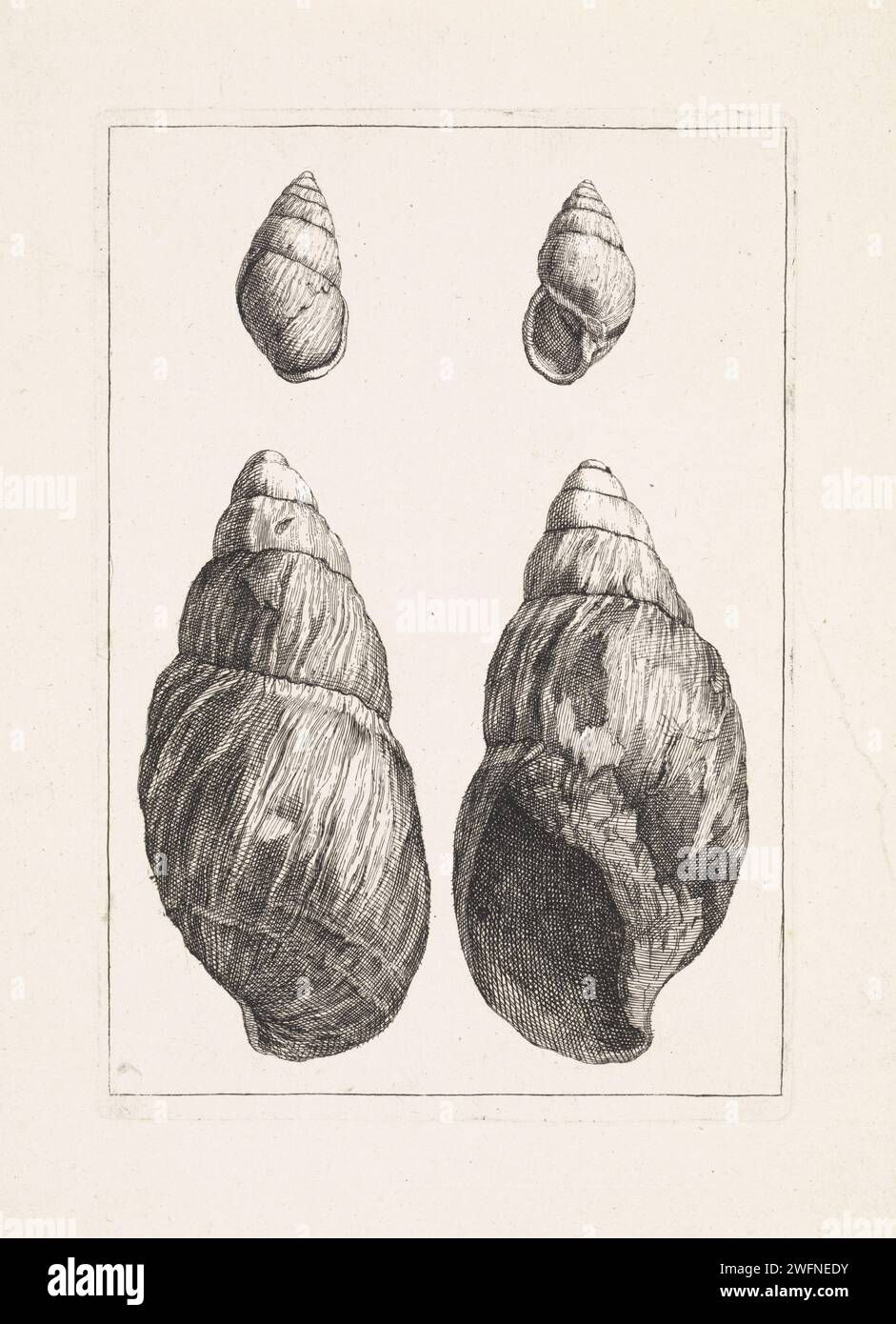 Cone shaped shell hi-res stock photography and images - Alamy