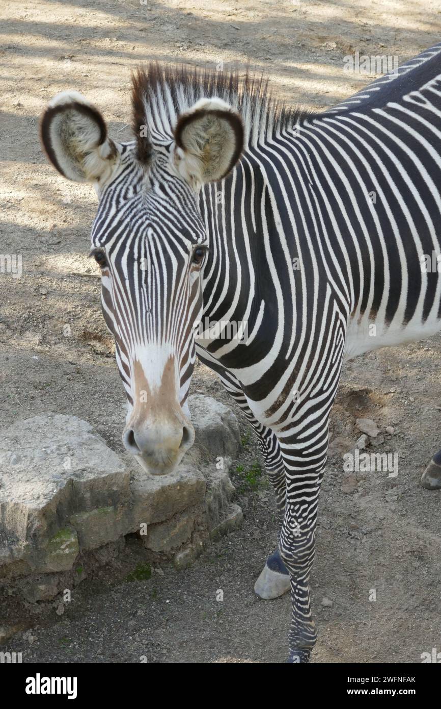 Los Angeles, California, USA 29th January 2024 GrevyÕs Zebra at LA Zoo ...