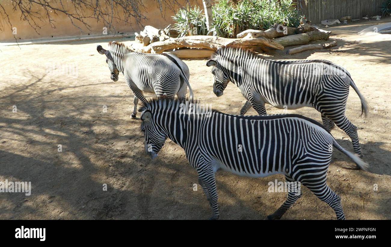 Los Angeles, California, USA 29th January 2024 GrevyÕs Zebras at LA Zoo ...