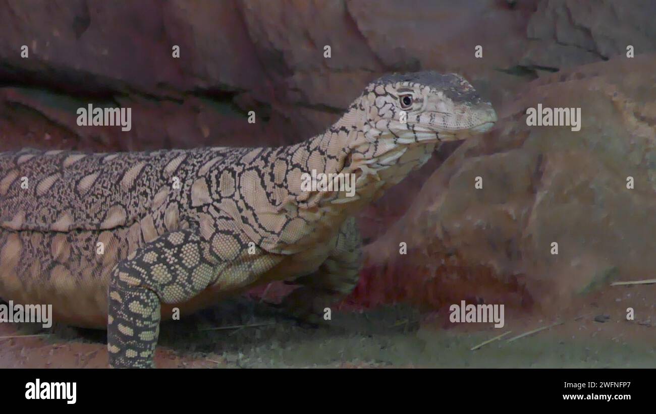 Los Angeles, California, USA 29th January 2024 Perente at LA Zoo on ...