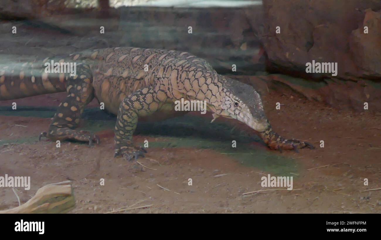 Los Angeles, California, USA 29th January 2024 Perente at LA Zoo on ...