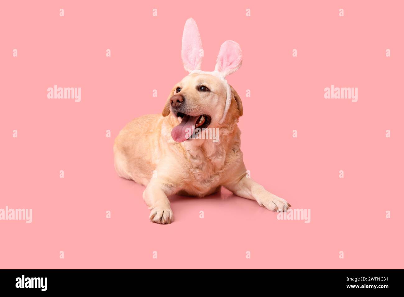 Funny Labrador dog with Easter bunny ears on pink background Stock ...