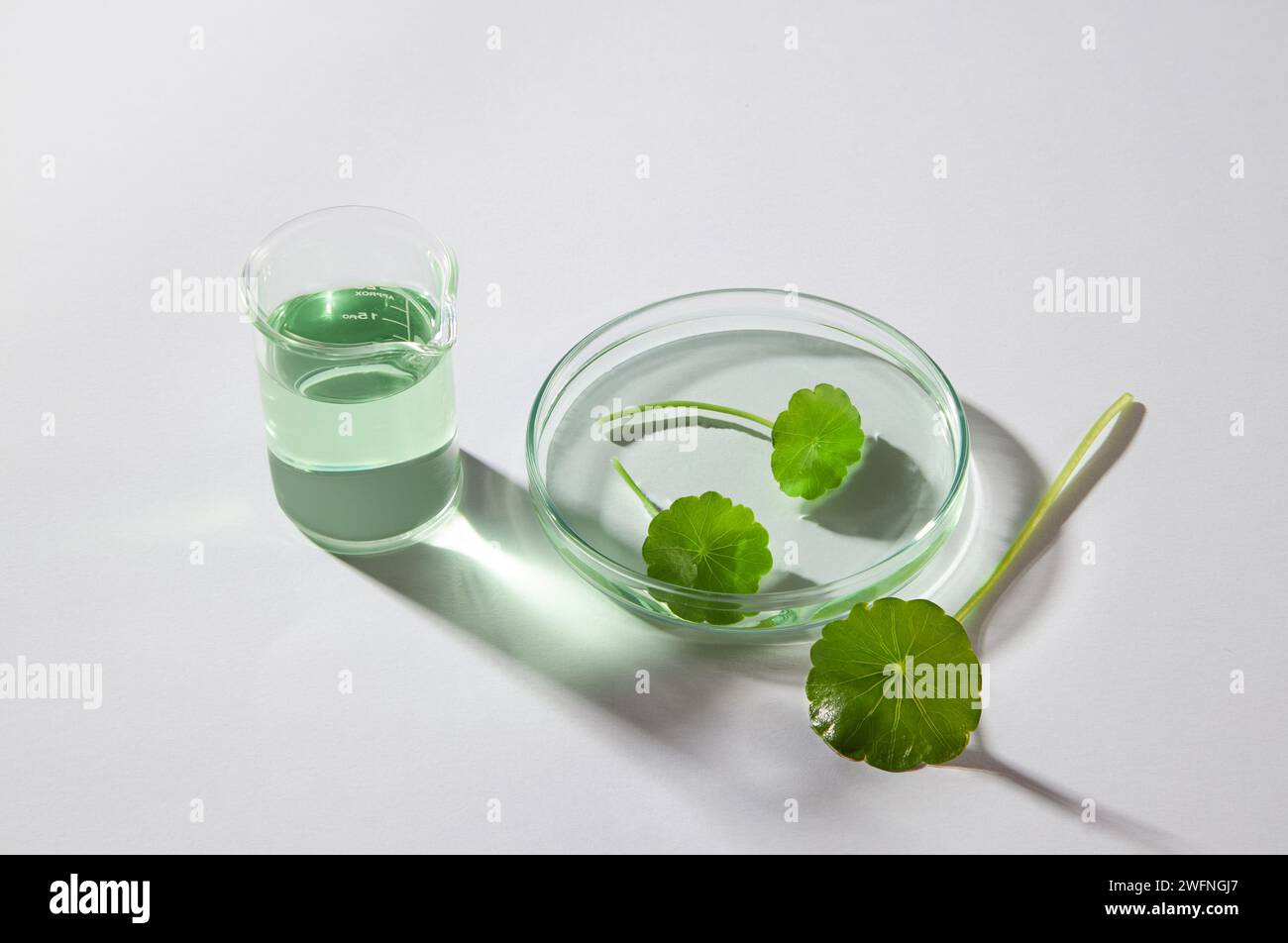 A transparent beaker filled with liquid displayed with a petri dish of ...
