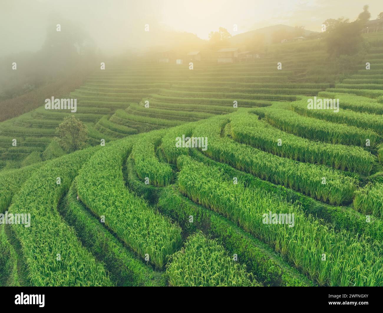 Landscape of green rice terrace with mist in the morning. Nature ...