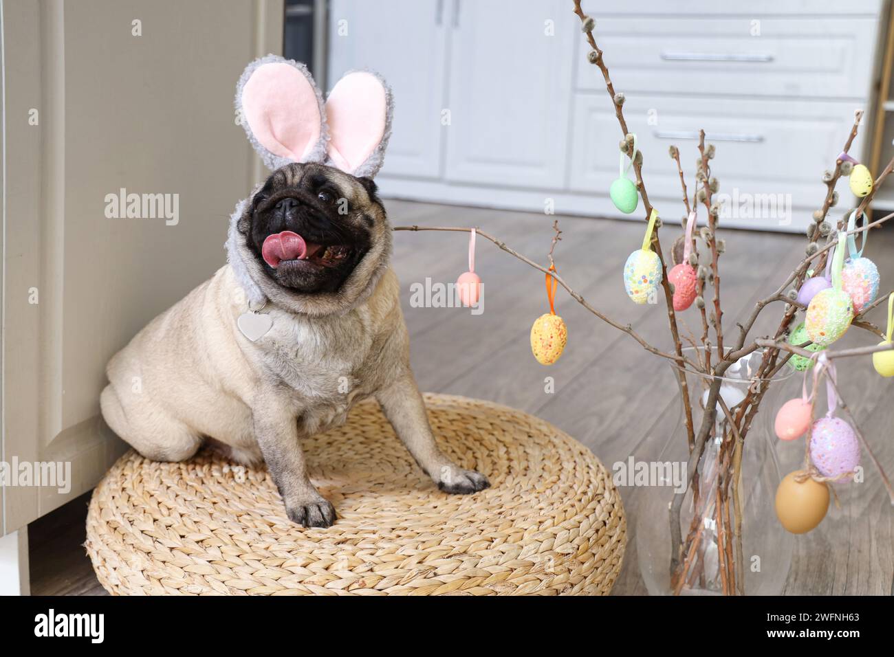 Cute pug dog in bunny ears and willow branches with Easter eggs at home ...