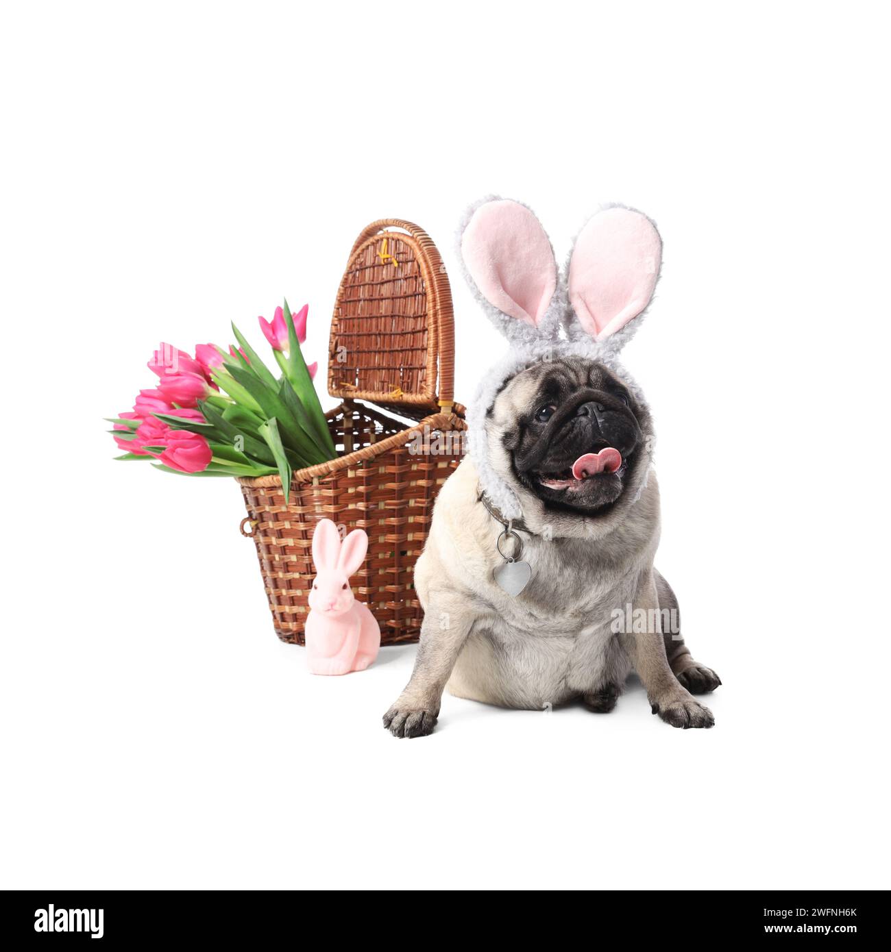Cute pug dog in bunny ears with Easter rabbit and tulips on white ...