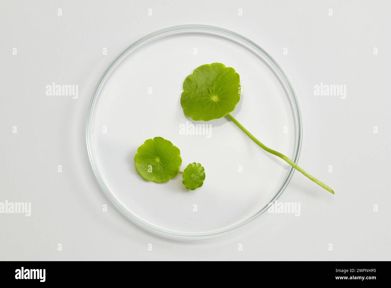 Gotu kola displayed on round podium with top view. Gotu kola (Centella ...