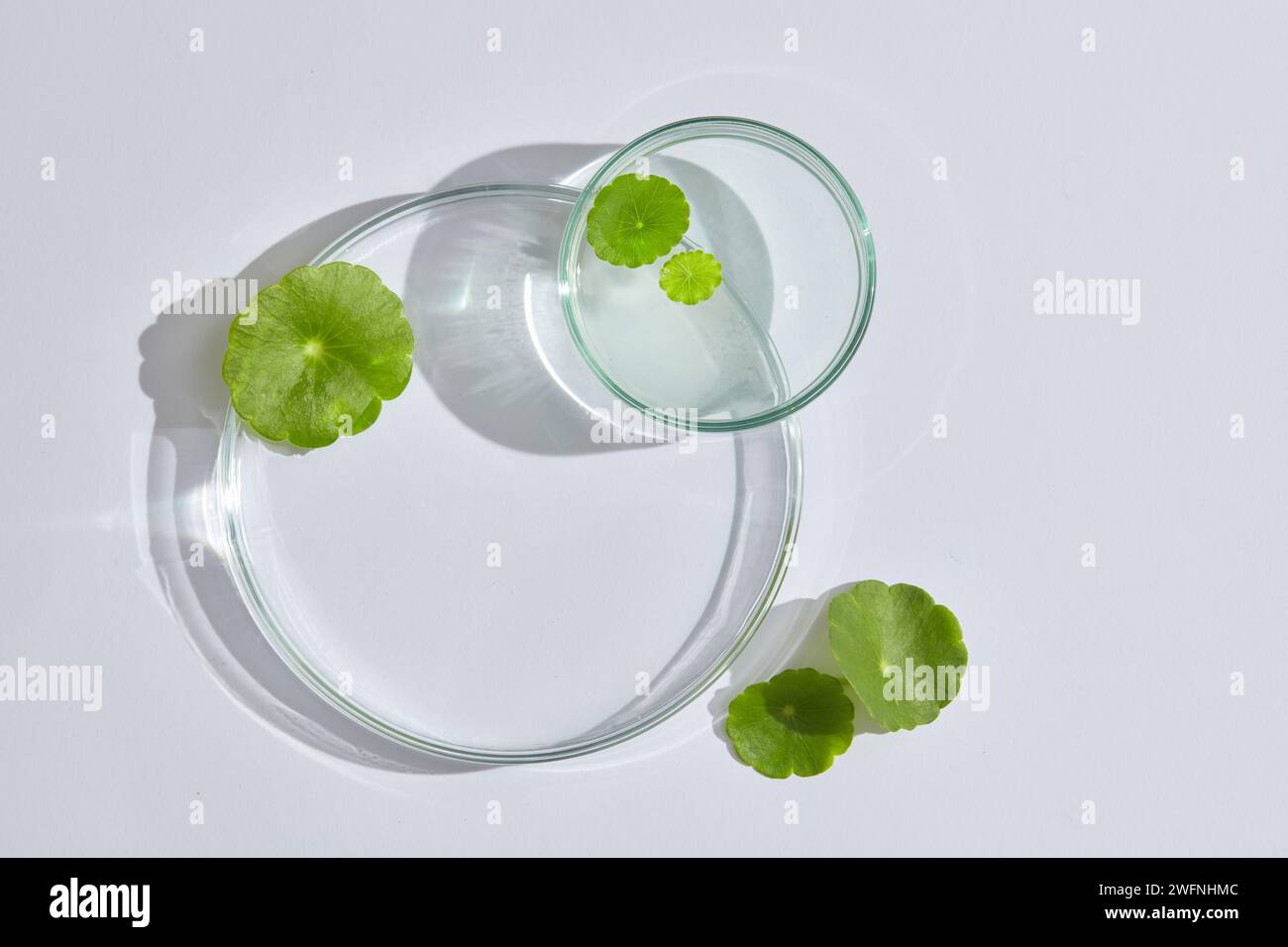 Empty transparent podium in round shape with a petri dish placed on and ...
