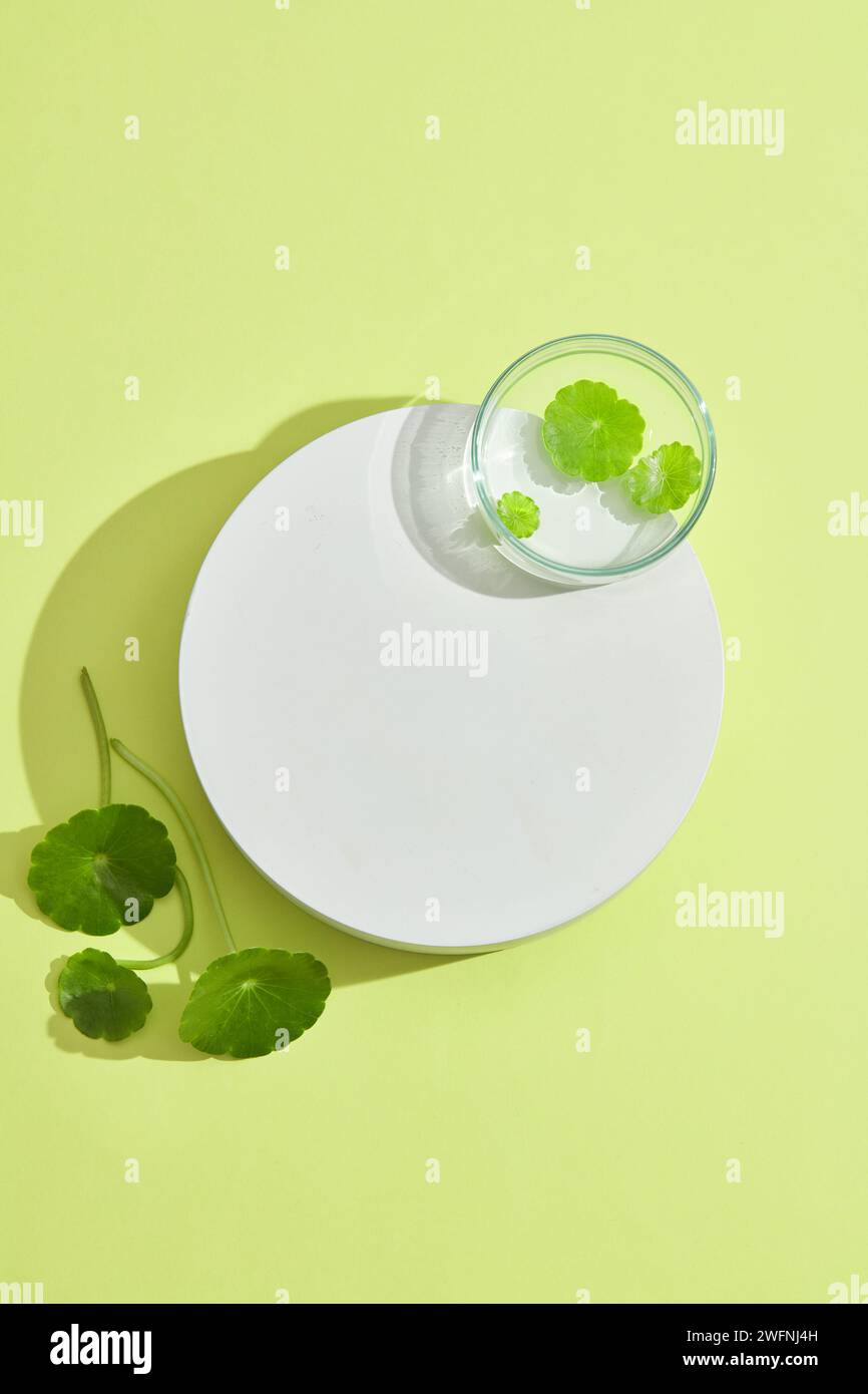 A white round podium with a petri dish of gotu kola leaves. Blank space ...