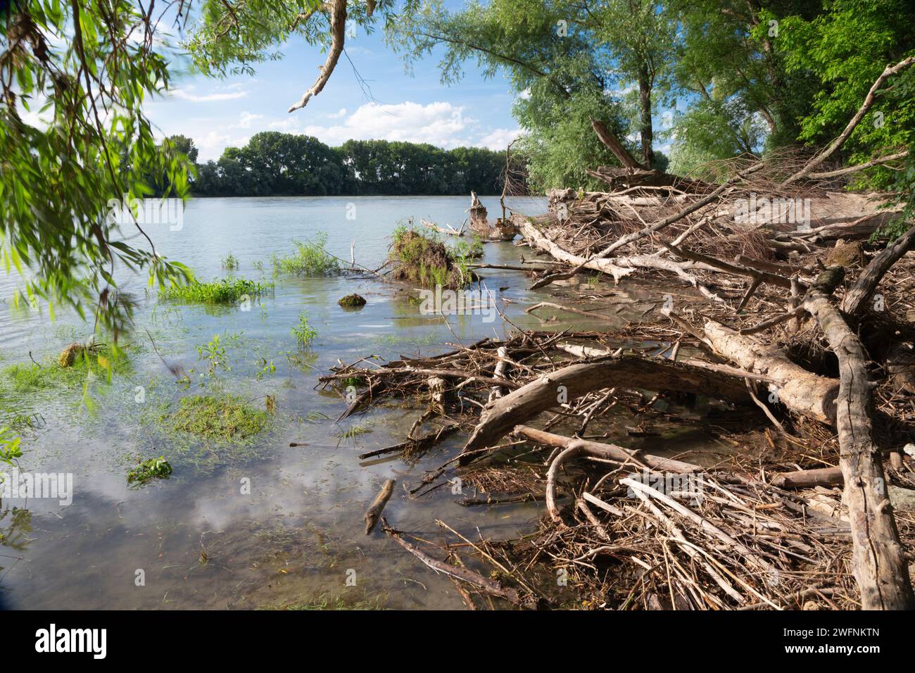 Alluvial forest on the waterfront of Danube in National park Donau-Auen ...