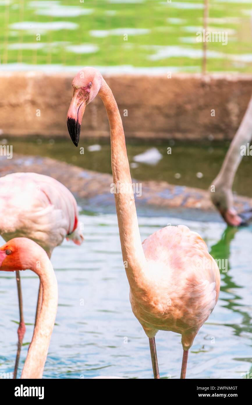 The greater flamingo, Phoenicopterus roseus, standing in water on lake ...