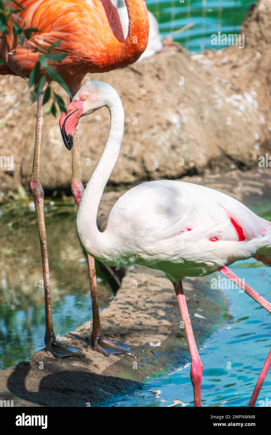 The greater flamingo, Phoenicopterus roseus, standing in water on lake ...