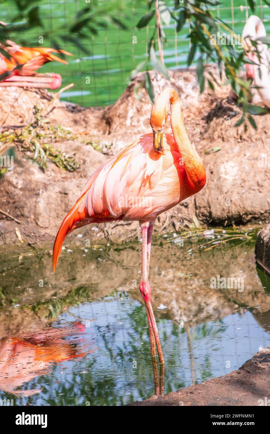 The greater flamingo, Phoenicopterus roseus, standing in water on lake ...