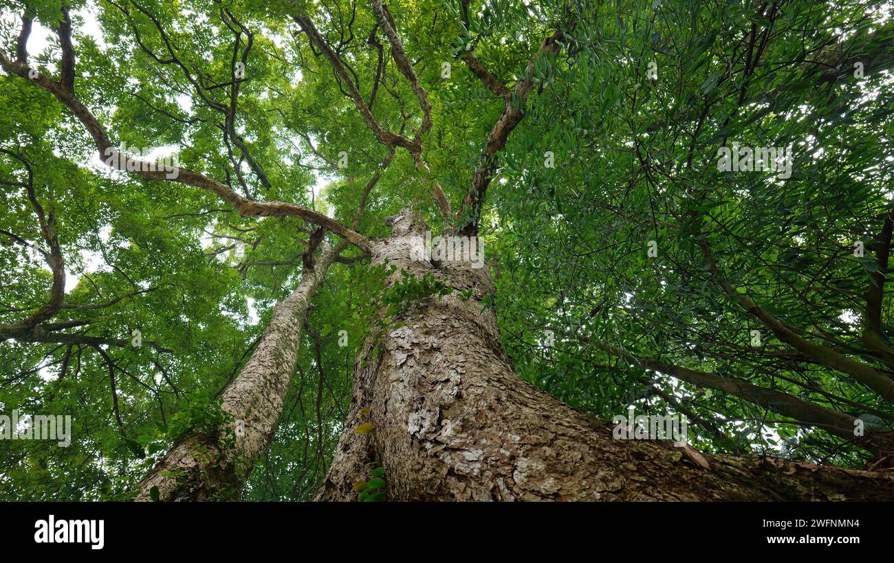 Zhennan tree hi-res stock photography and images - Alamy