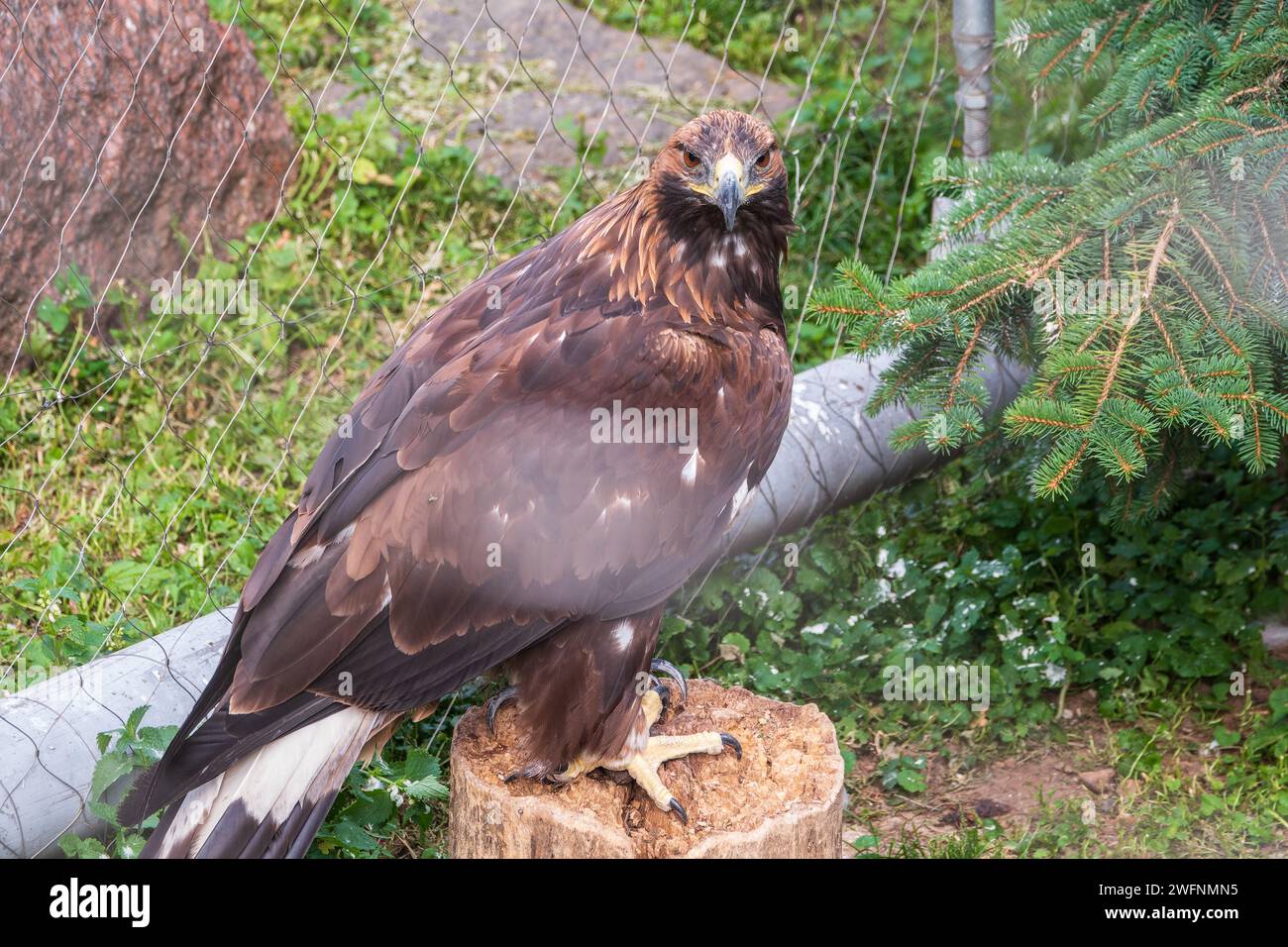 Golden Eagle sitting in a cage or aviary. The golden eagle, Aquila ...