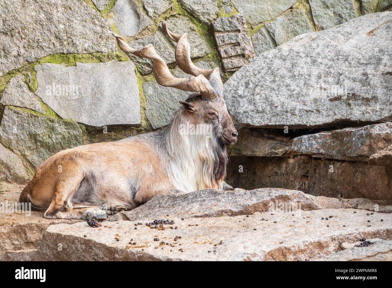 Markhor, Capra falconeri, wild goat native to Central Asia, Karakoram ...