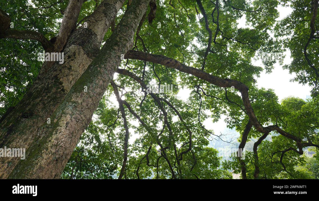 ENSHI, CHINA - JANUARY 27, 2024 - Photo taken on Jan 27, 2024 shows the ...