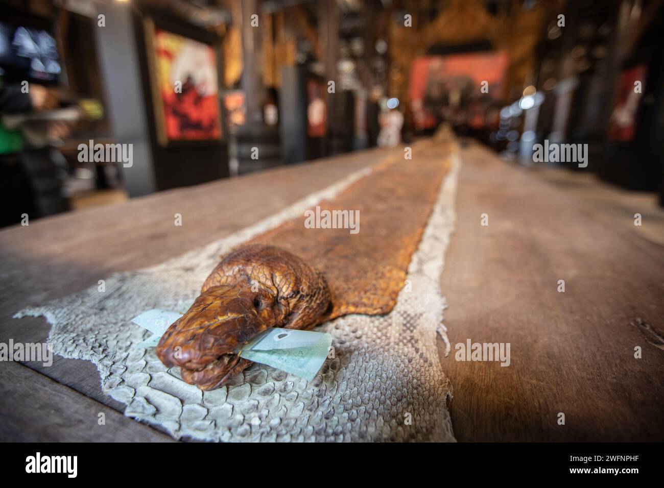 Chiang Rai, Thailand. 19th Jan, 2024. A snake skin inside the Black ...
