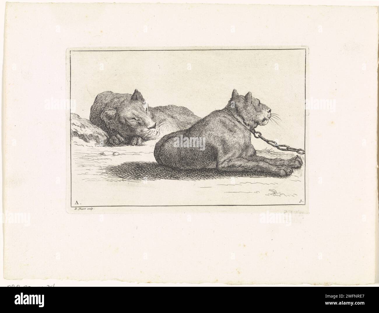 Bottom two lions lying hi-res stock photography and images - Alamy