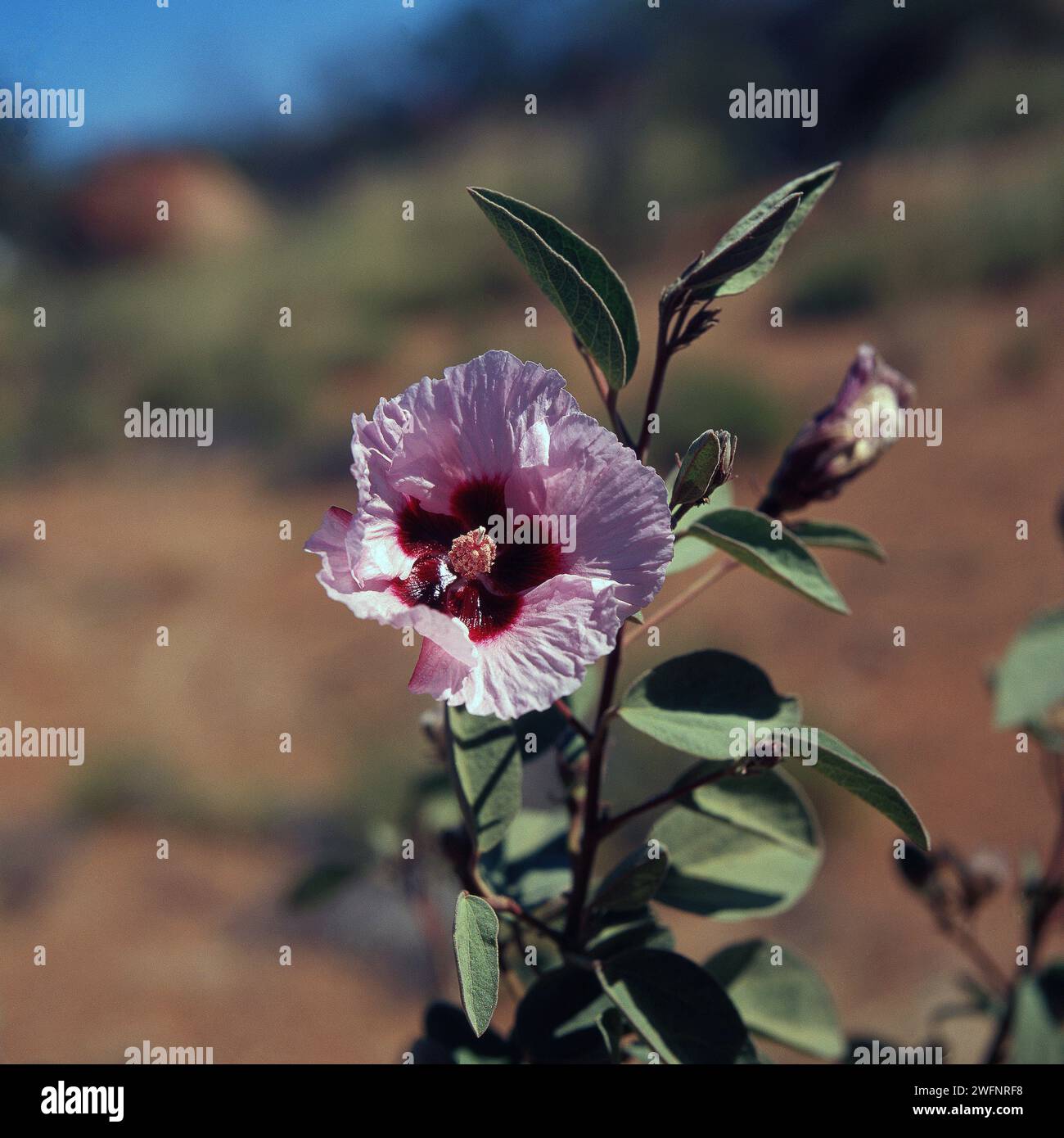 Hibiscus syriacus (commonly known as The Rose of Sharon, Rose Mallow ...