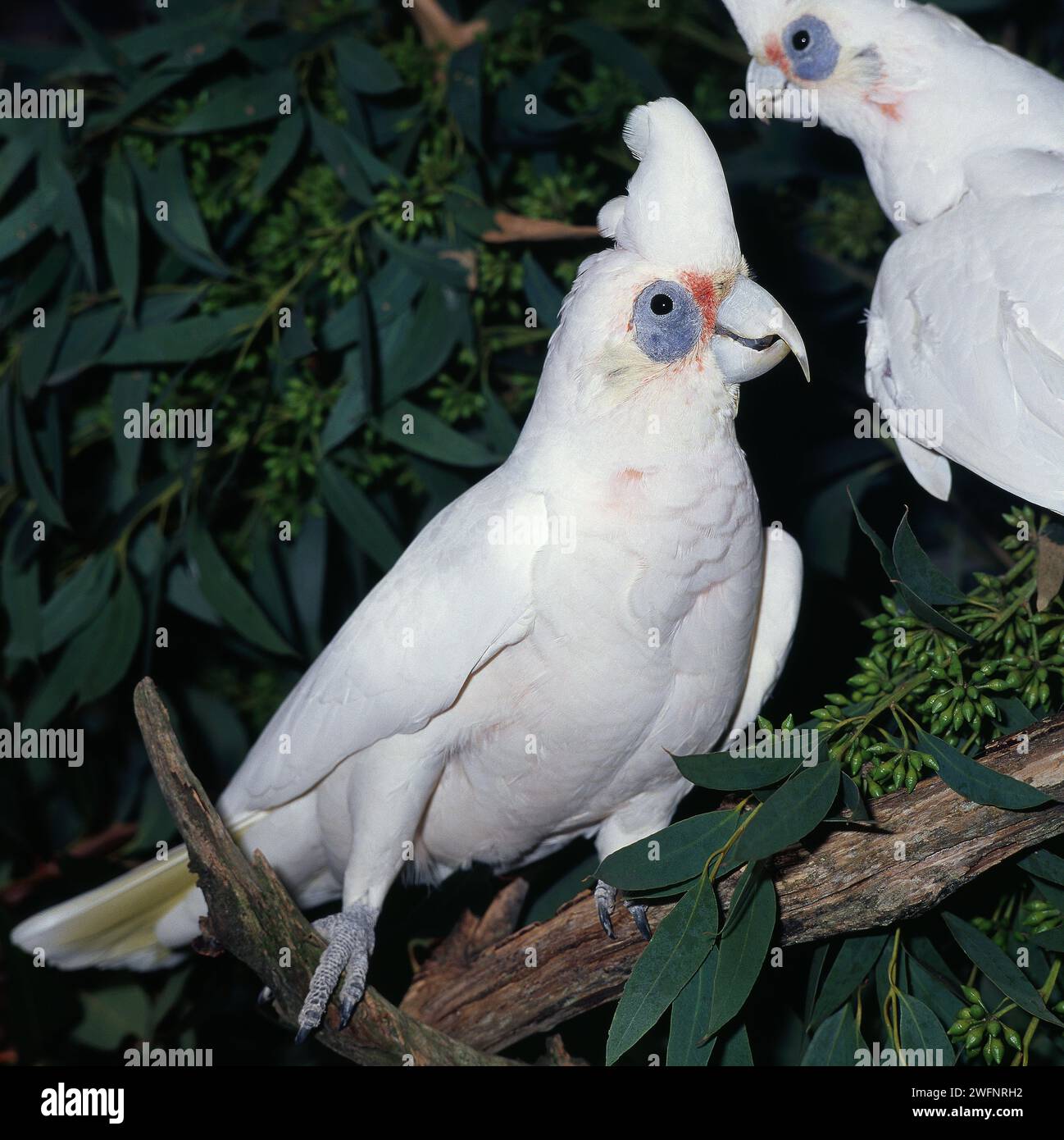 LONG-BILLED CORELLAS (CACATUA TENUIROSTRIS) ALSO KNOWN AS SLENDER ...