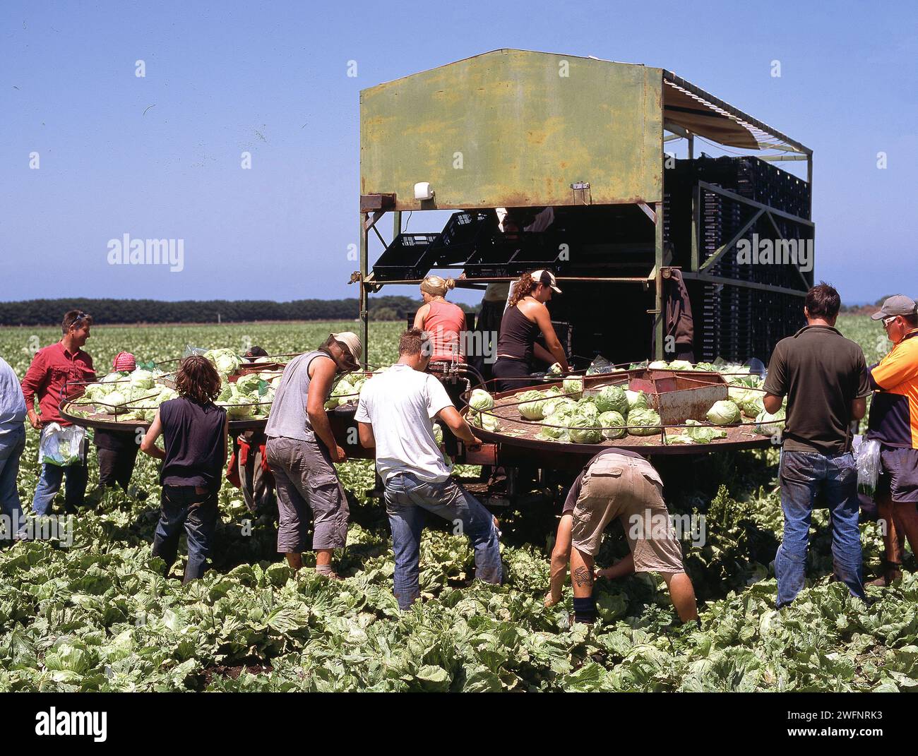 CASUAL WORKERS HARVESTING LETTUCES, KOROIT IN VICTORIA. AUSTRALIA Stock ...
