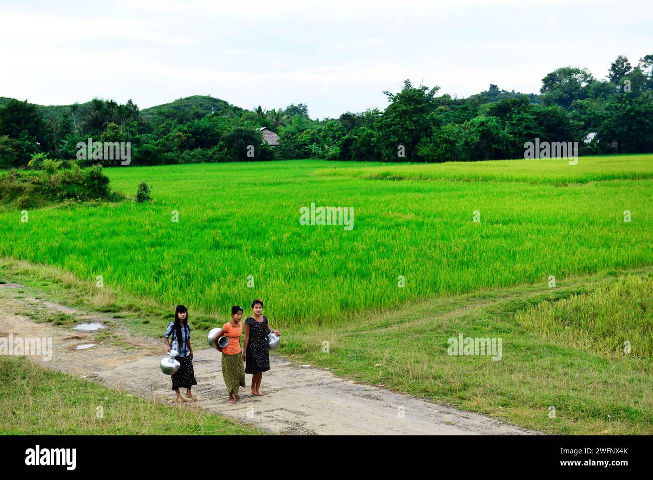 Young Arakanese girls carrying water jugs back to their village in ...