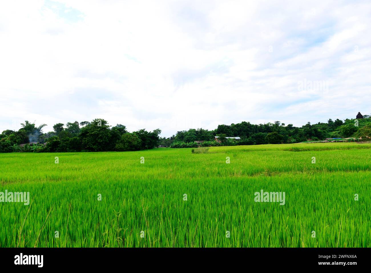 Paddy fields in Mrauk-U, Rakhine State, Myanmar Stock Photo - Alamy