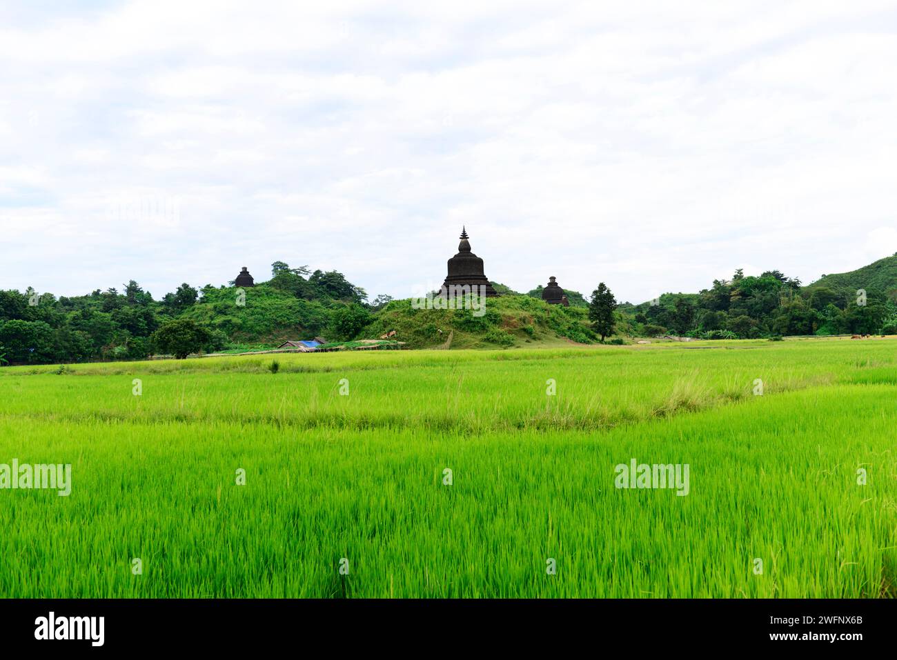 Paddy fields in Mrauk-U, Rakhine State, Myanmar Stock Photo - Alamy