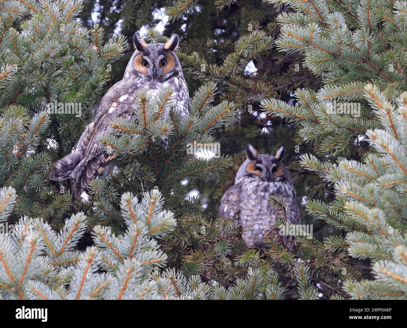 Owls on tree branches hi-res stock photography and images - Alamy