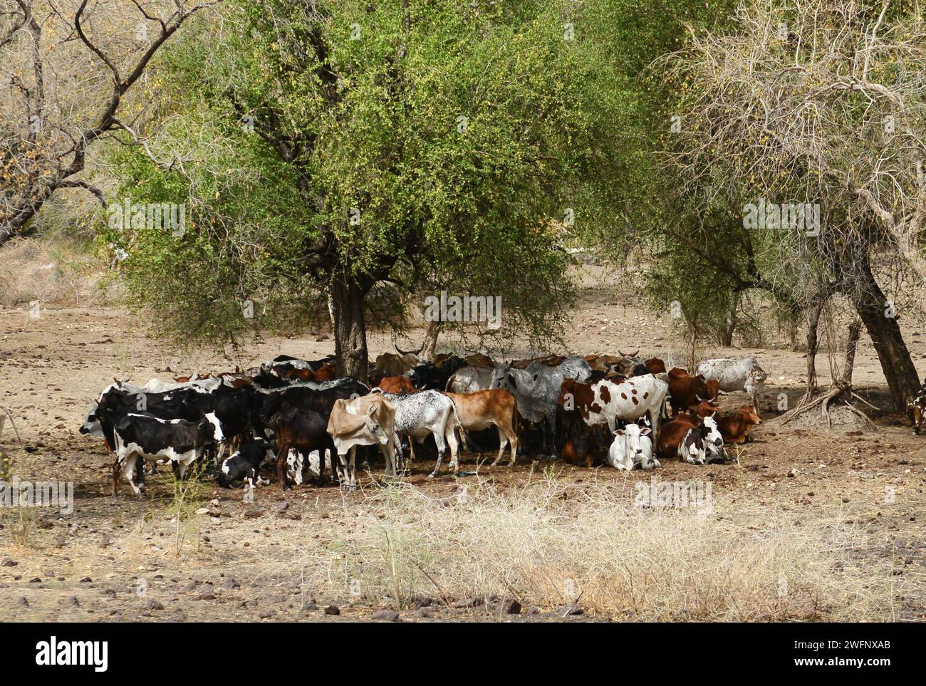 Harsh shade hi-res stock photography and images - Alamy
