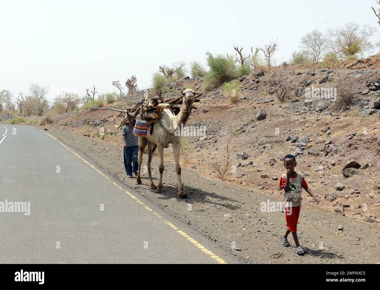 A camel transporting wood to a village in the Humera region in ...