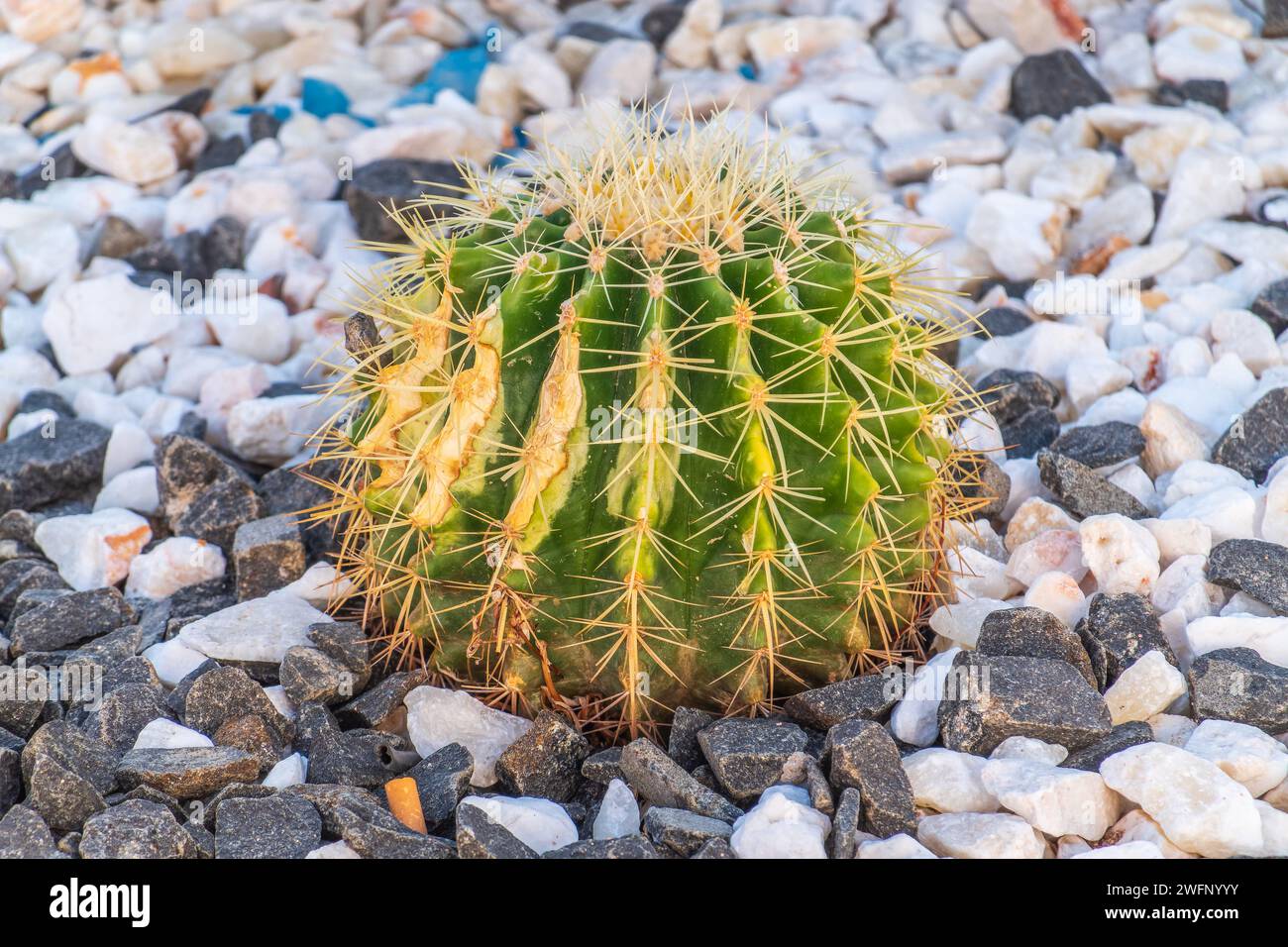 Kroenleinia is a monotypic genus of succulent plants in the Cactaceae ...