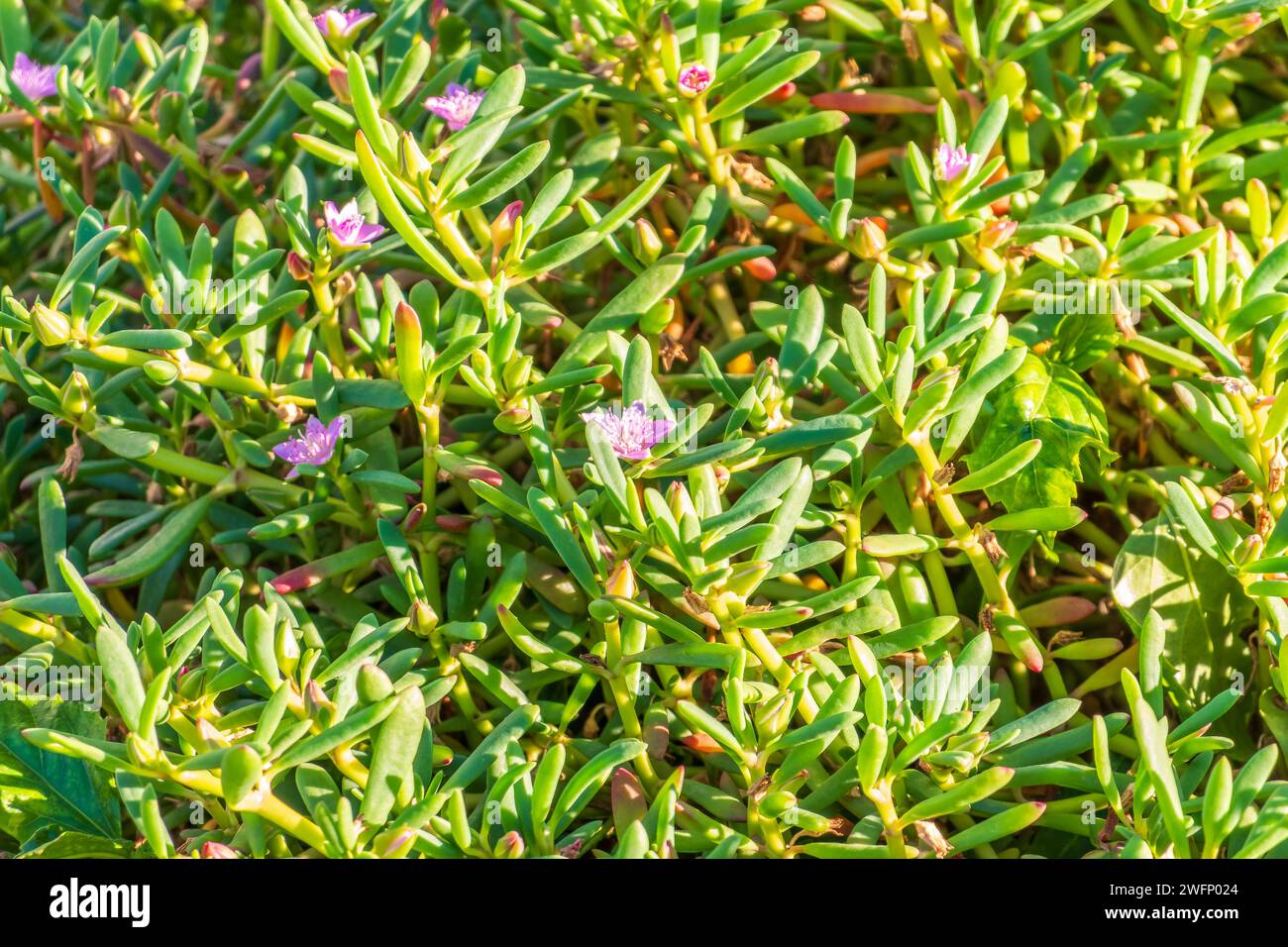 Sesuvium verrucosum is a species of flowering plant in the family ...