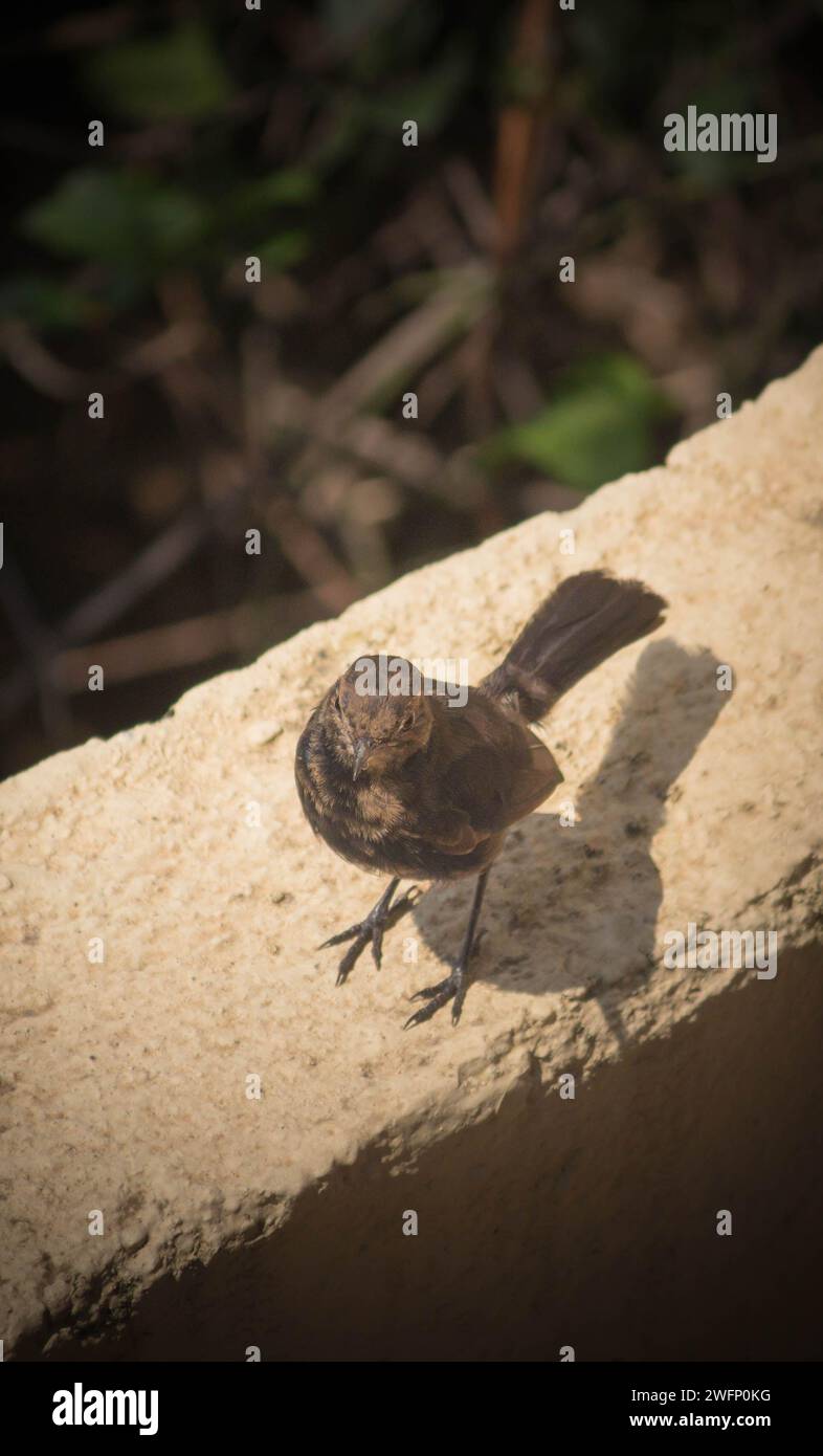 Charming Indian Robin bird elegantly rests on a rustic wall, blending ...