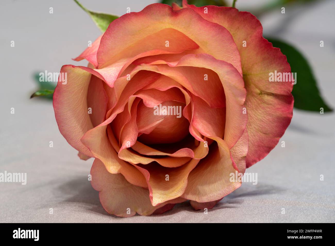 Bright color rose bud hi-res stock photography and images - Alamy
