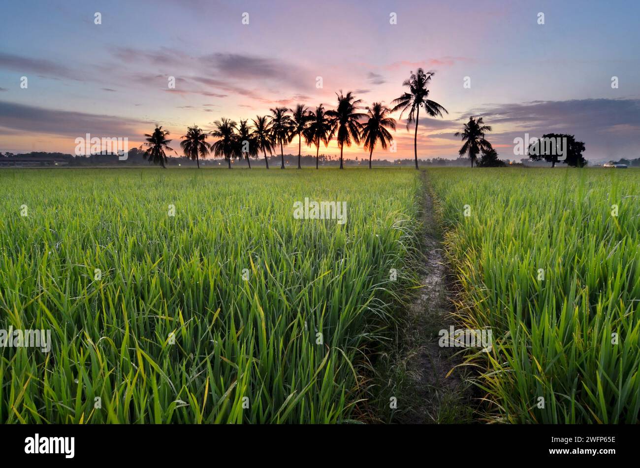 Beautiful scenery of a paddy field with tropical trees in Penang ...
