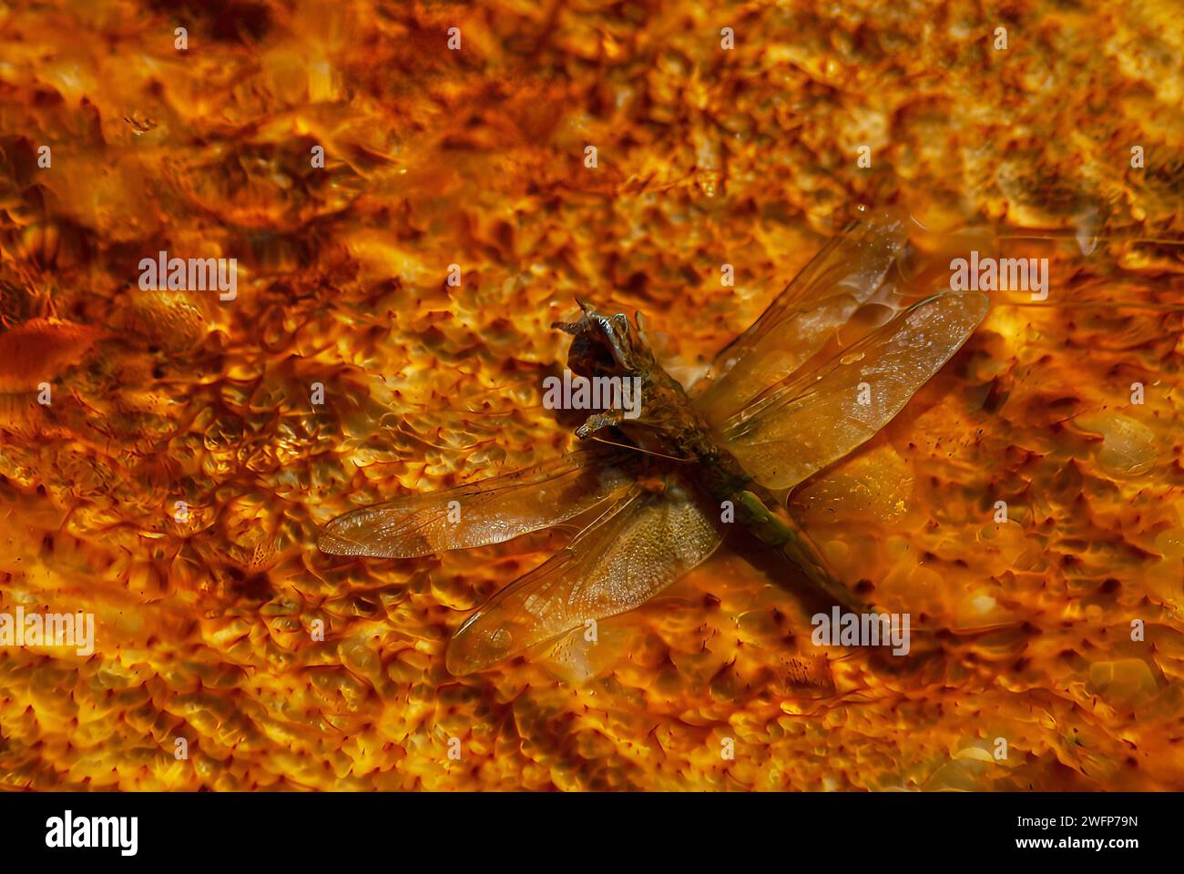 A dragonfly is "preserved" in a thermal pool in a geyser basin at ...