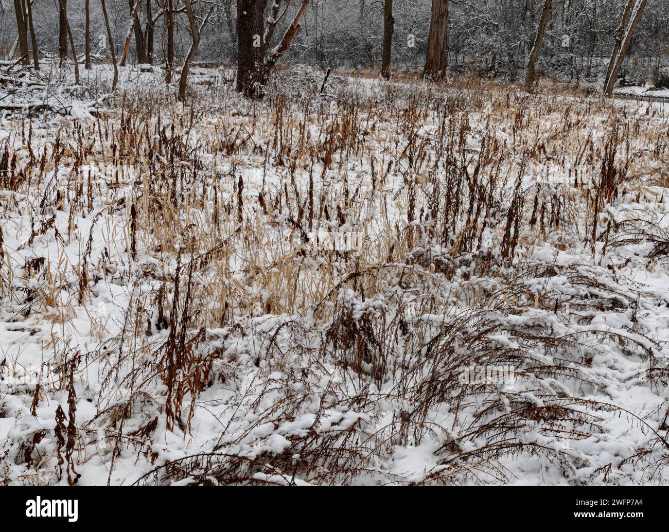 Disturbed area plants hi-res stock photography and images - Alamy