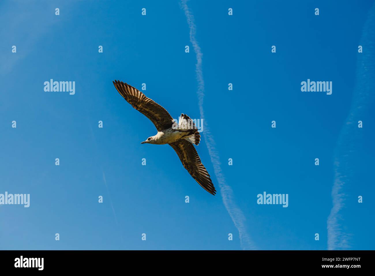 Birds flying around tropical beach hi-res stock photography and images ...