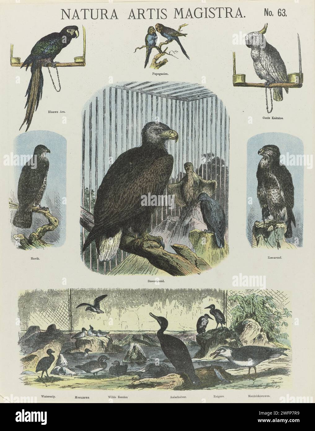 Nature Artis, 1878 print Leaf with 7 performances of birds, including ...