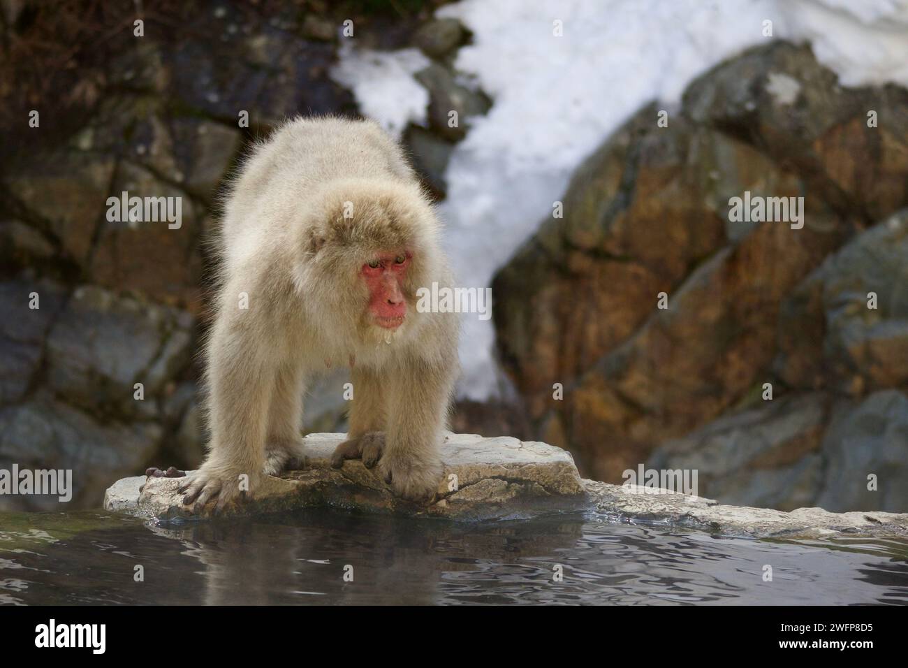 Snow monkeys at Jigokudani Monkey Park in Nagano, Japan, March 2022 ...