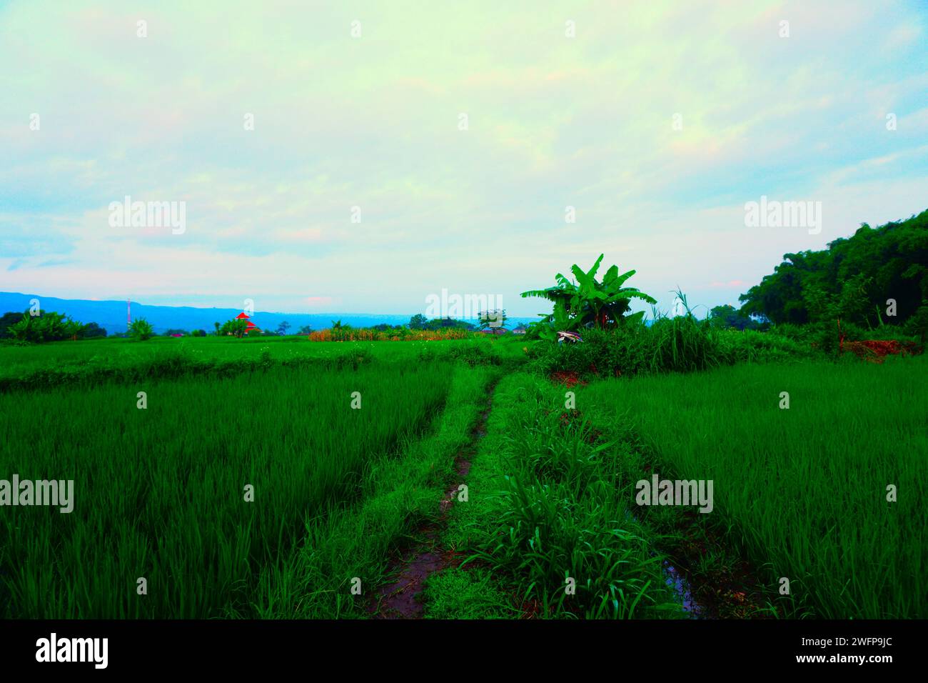 Morning view of the countryside on charming green rice farming land ...