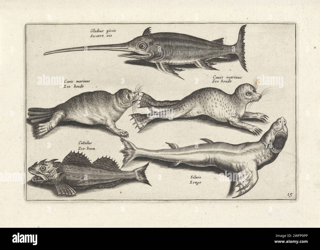 Five marine animals, Anonymous, After Adriaen Collaert, 1634 print A ...